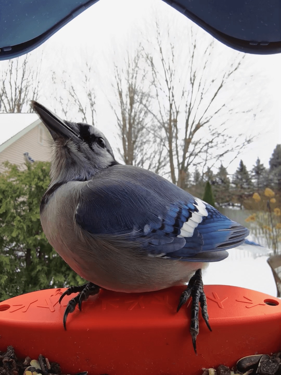 Meet Bird Buddy The Smart Bird Feeder That Bird Watchers Will Love Meet Bird Buddy The Smart Bird Feeder That Bird Watchers Will Love