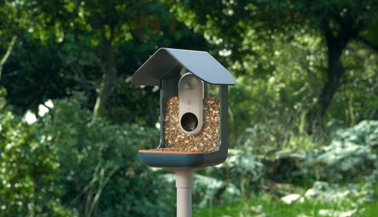 Meet Bird Buddy - the smart bird feeder that bird watchers will love ...